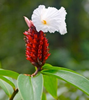The glorious flowers of Costa Rica: An #EcoCostaRica Photo Essay