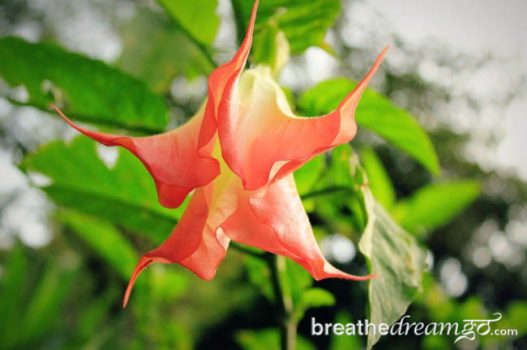 The glorious flowers of Costa Rica: An #EcoCostaRica Photo Essay