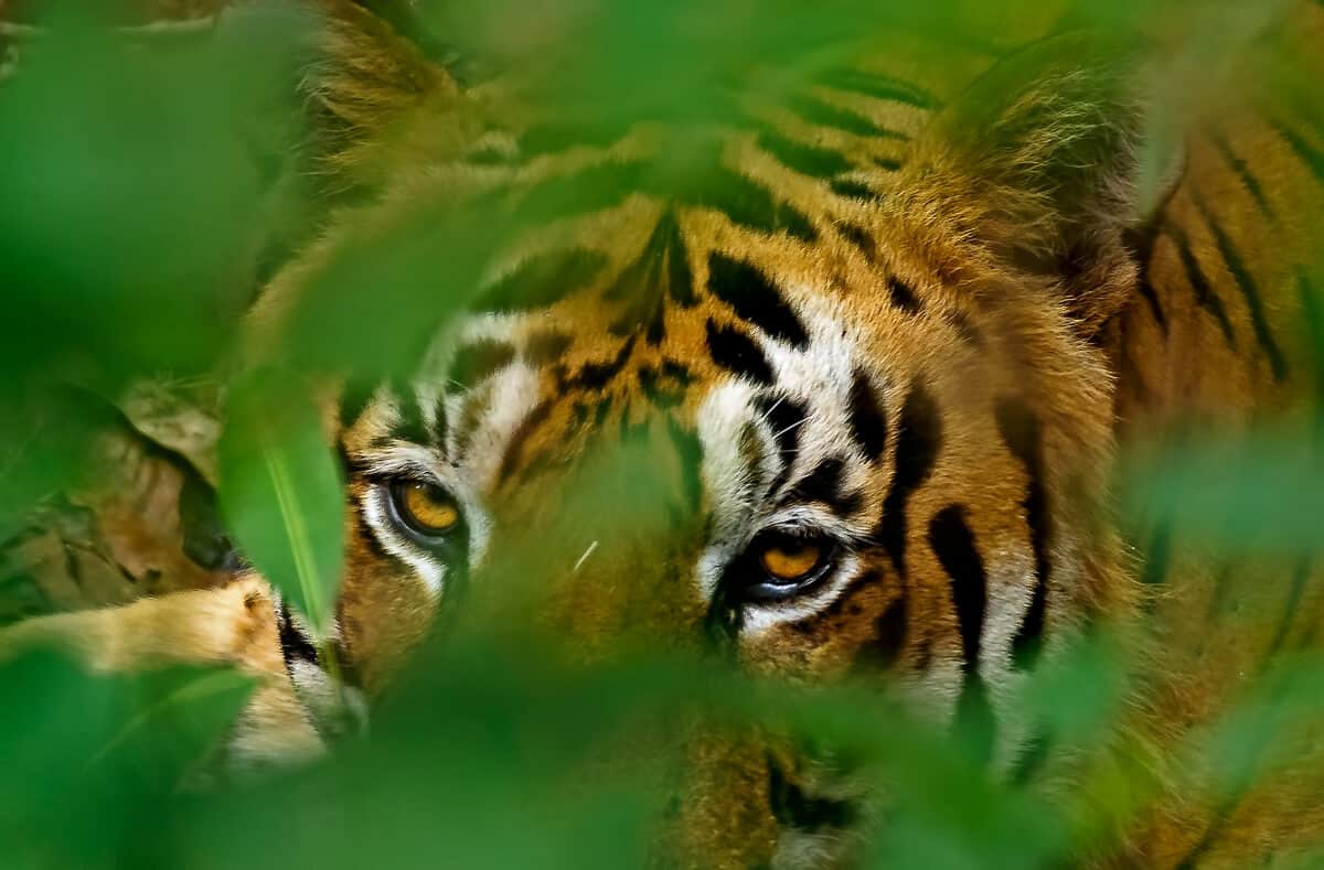 All about tiger safaris in India - Breathedreamgo
