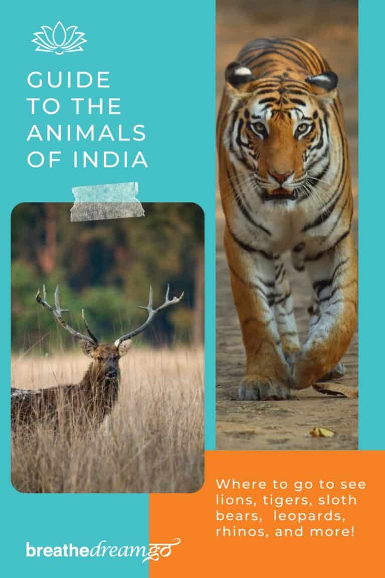 Comprehensive guide to the animals of India - Breathedreamgo