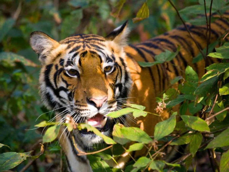 Comprehensive guide to the animals of India - Breathedreamgo