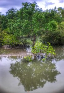 Guide to the amazing Sunderbans of India - Breathedreamgo